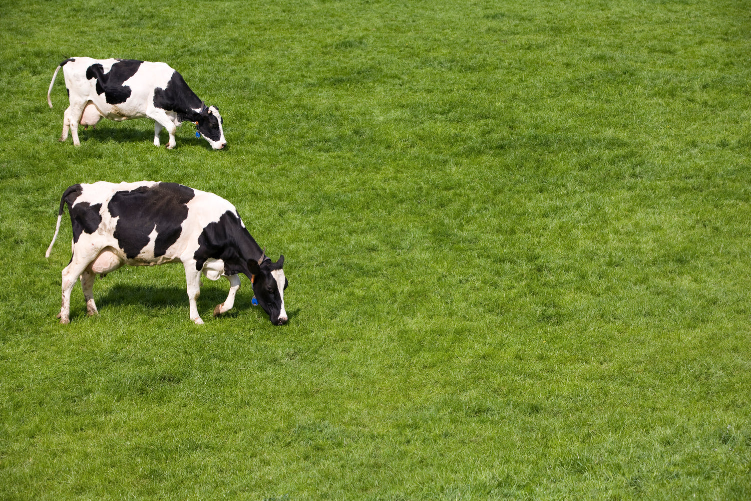 How to Overseed Pasture – TerraLink