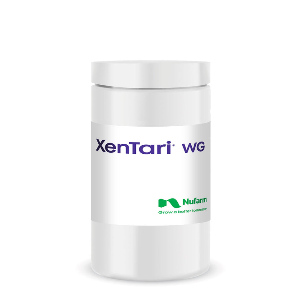 XenTari WG – TerraLink
